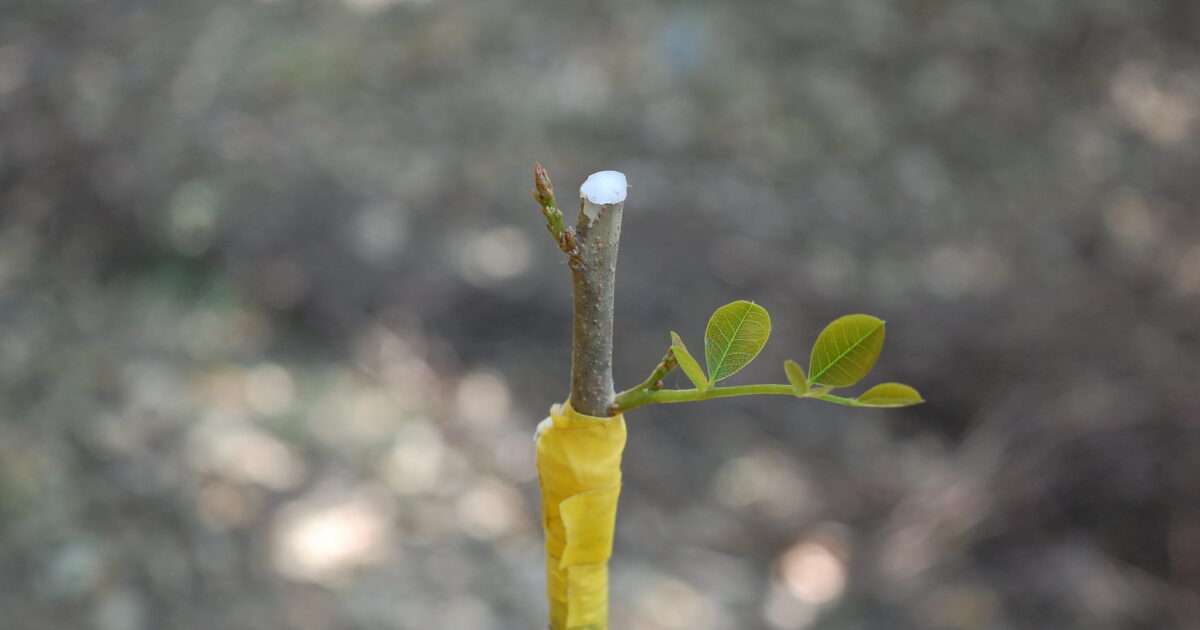 ¿Cómo hacer un injerto? | Revista Espejo
