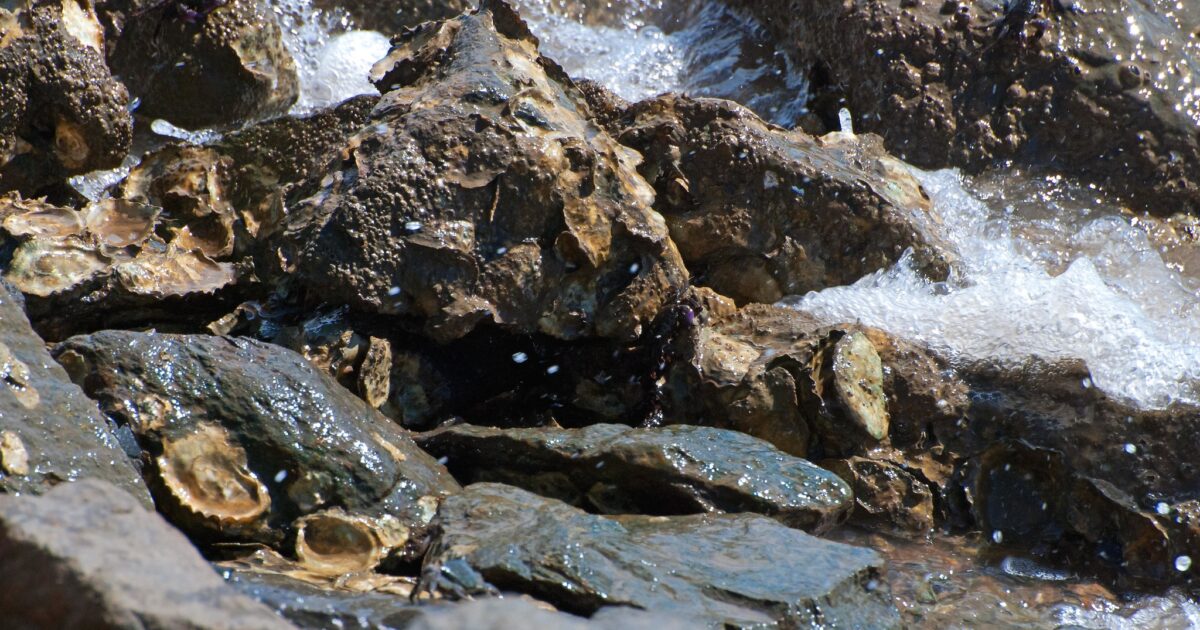 ¿Por qué dicen que el de Celestino es el ostión más bueno del mundo ...