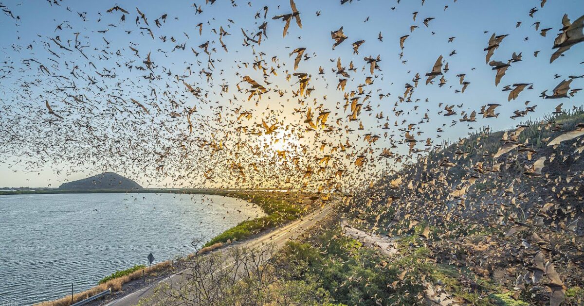 Estas son las 22 áreas naturales protegidas en Sinaloa | Revista Espejo