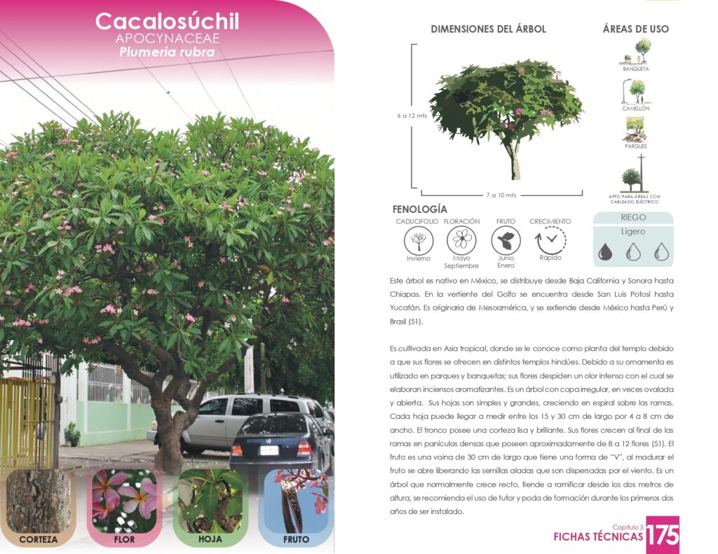 Adjuntos en la nota: Cacalosúchil, APOCYNACEAE, Plumeria rubra ...