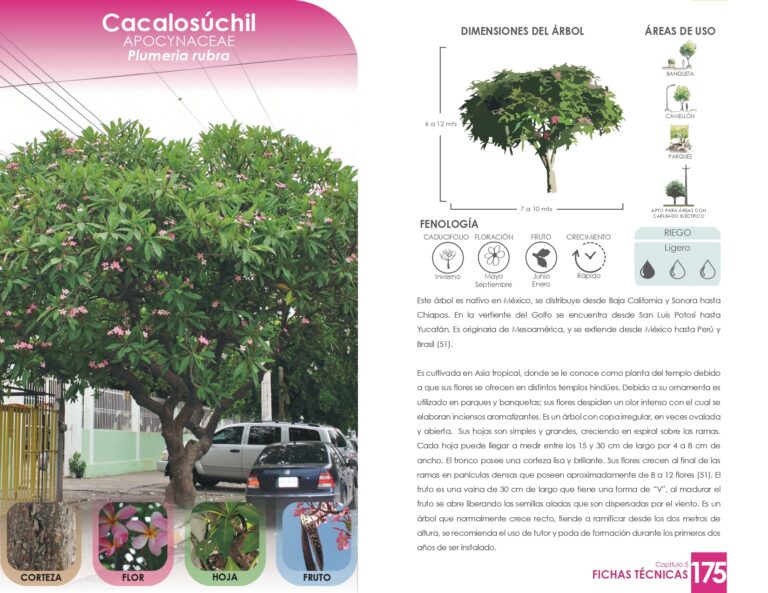 Adjuntos en la nota: Cacalosúchil, APOCYNACEAE, Plumeria rubra ...