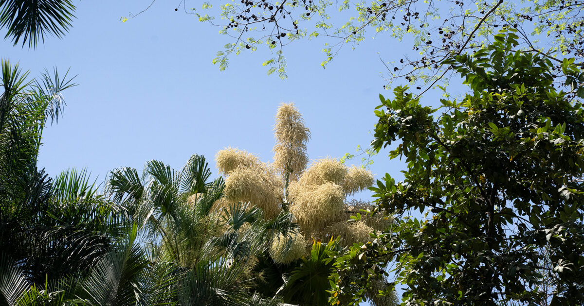 La primer palma Talipot que florece en México está en el Jardín ...