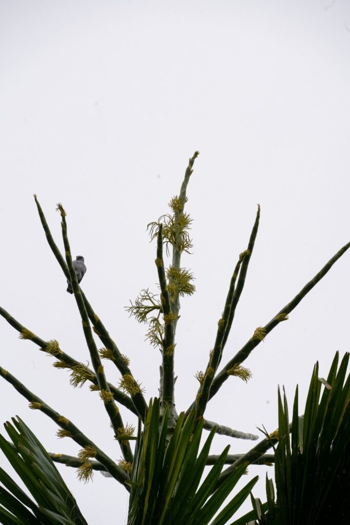 La primer palma Talipot que florece en México está en el Jardín ...