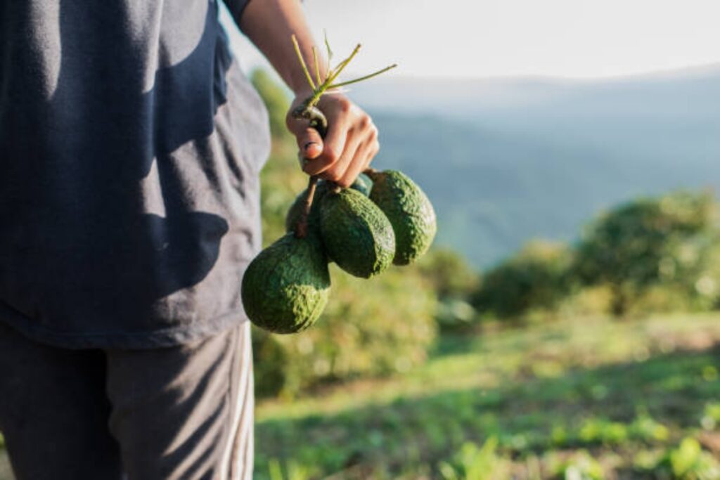 Michoacán y Sinaloa lideran exportaciones agrícolas en México | Revista ...
