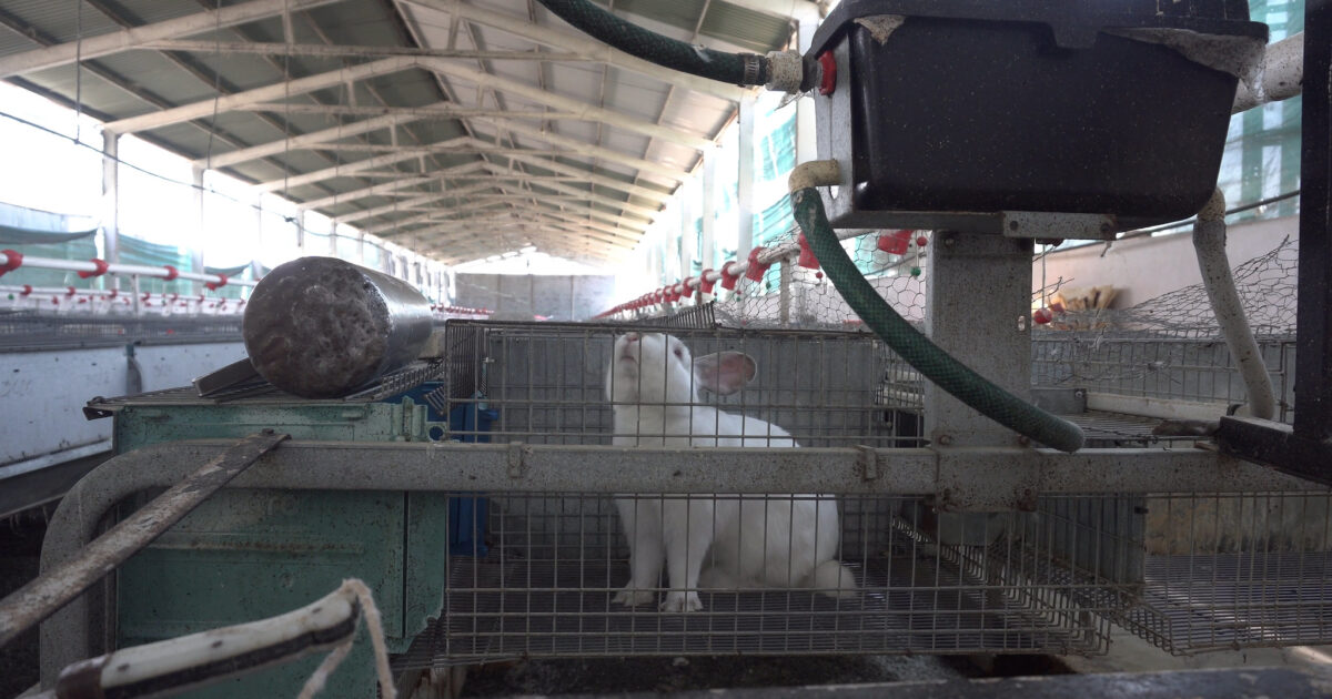 Denuncia Igualdad Animal actos crueles en el comercio de carne de ...