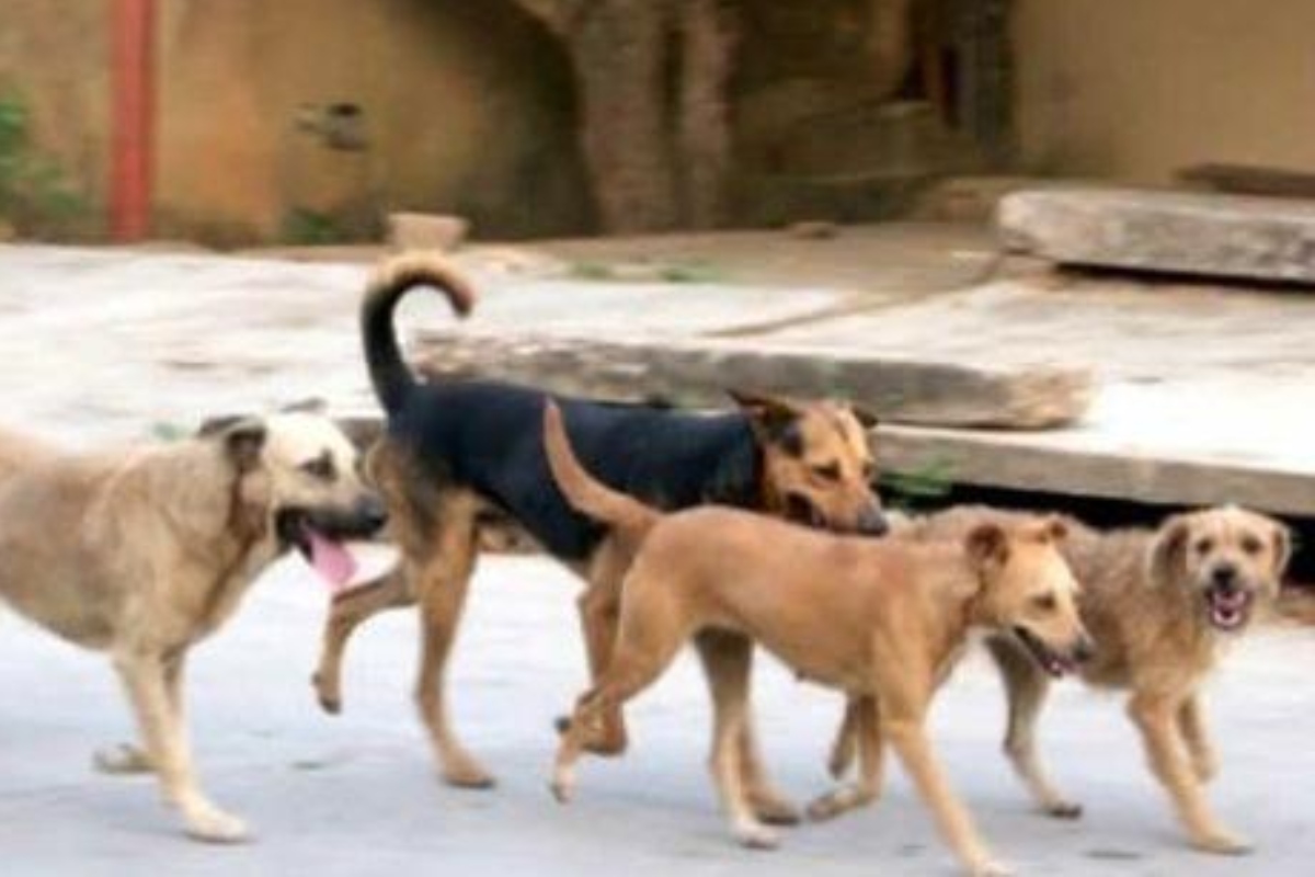 Piden actuar contra caninos ferales en Parquecito de Las Quintas ...