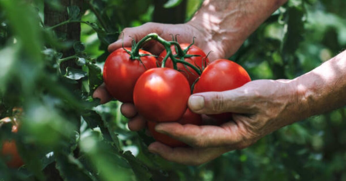 México, líder mundial en exportaciones de tomate; impulsa su éxito con ...