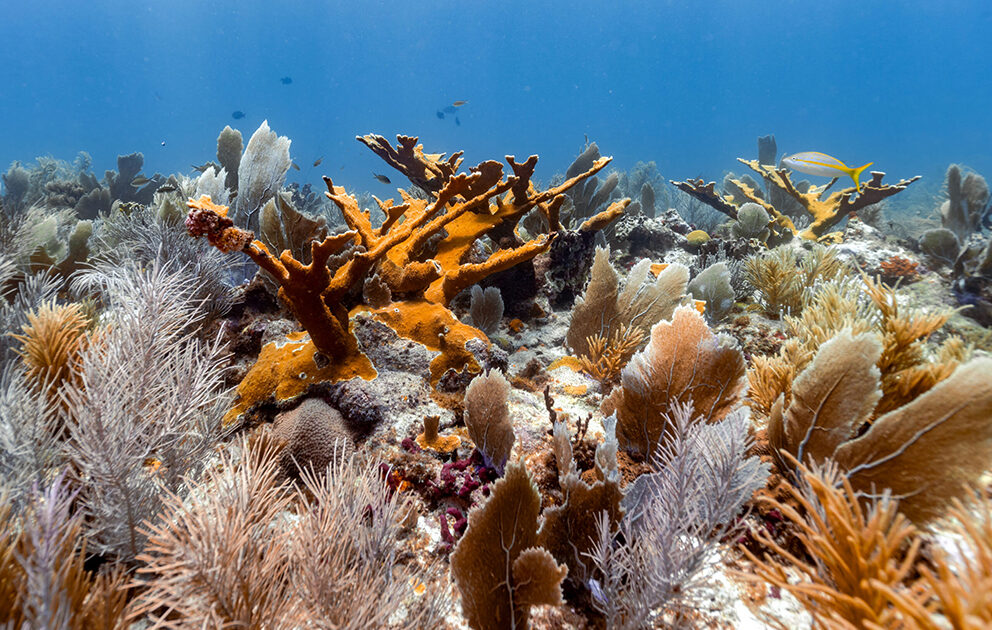 Científicos descubren monumentales arrecifes de coral en el Golfo de México | Revista Espejo
