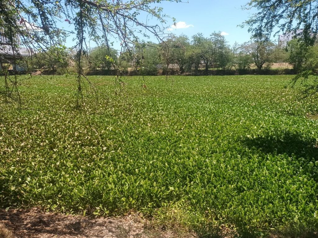 Lirio acuático en ríos de Culiacán es indicador de aguas contaminadas ...