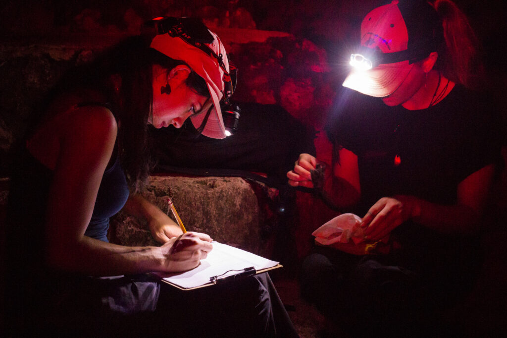 Murciélagos y templos mayas: las zonas arqueológicas tienen un gran ...