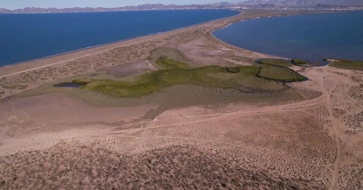 Proyectos turísticos e inmobiliarios amenazan manglares de El Mogote ...