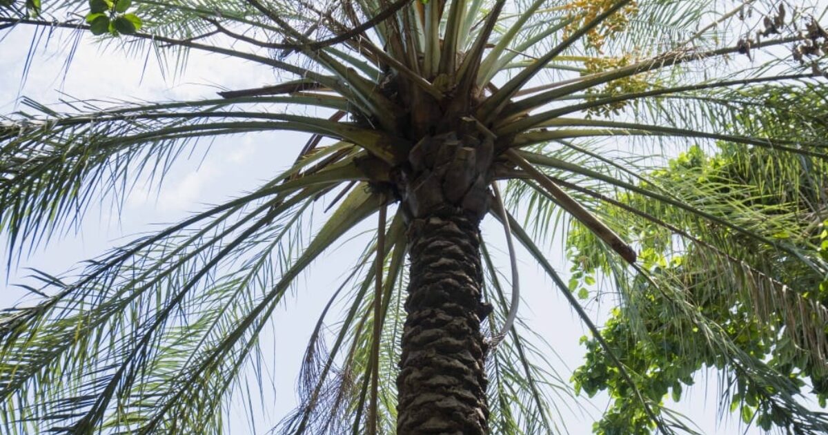 ¿Por qué a la palma datilera se le conoce como el Árbol de la vida ...