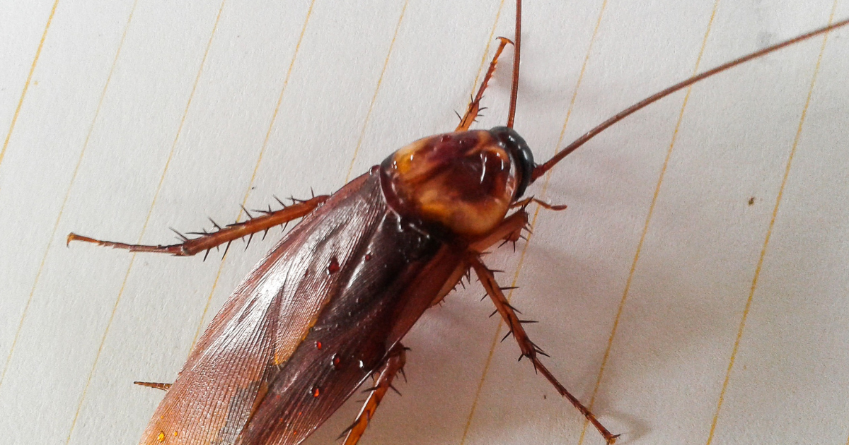 Leche de cucaracha, super alimento ¿te animas a probarla? | Revista Espejo