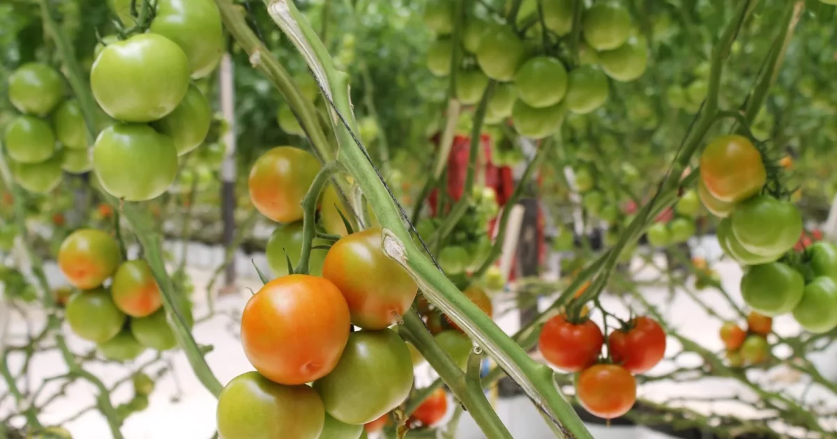 Georgius Gotsis: Tarifas por dumping al tomate causarían “disrupción en ...