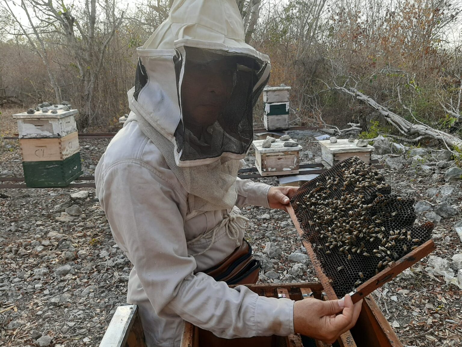 La comunidad maya que enfrenta a las granjas porcícolas para salvar a ...