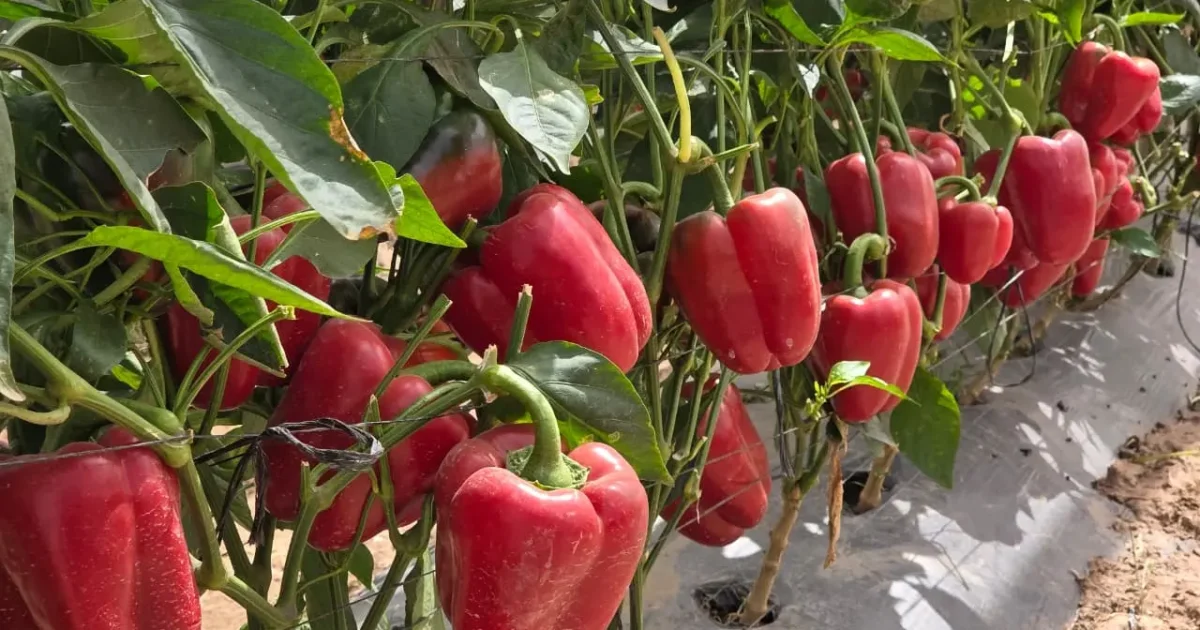 Horticultores de Sinaloa logran primer envío experimental de pimientos ...