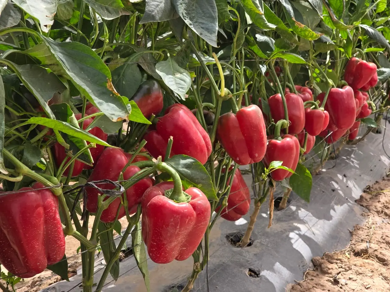 Horticultores de Sinaloa logran primer envío experimental de pimientos ...