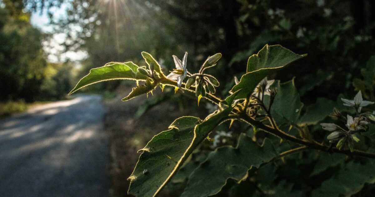 Clima Sinaloa: Máximas de 40°C hoy jueves 18 de junio | Revista Espejo