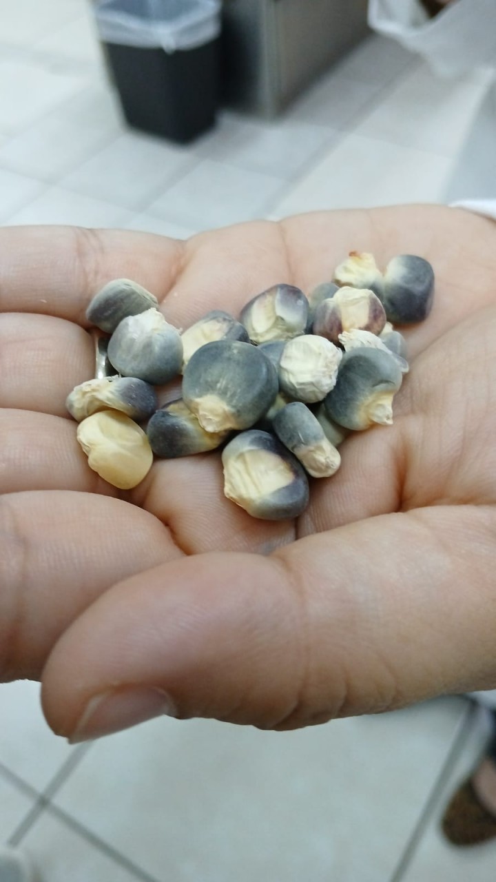 Investigadora de la UAS desarrolla pasta innovadora de maíz azul y ...